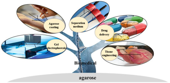 Extraction, Modification and Biomedical Application of Agarose ...