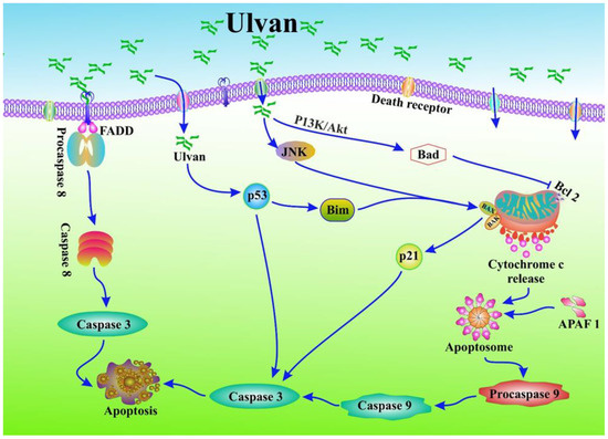 Immunomodulatory, Antioxidant, Anticancer, and Pharmacokinetic Activity ...