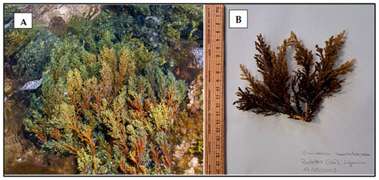 Photoprotective and Anti-Aging Properties of the Apical Frond Extracts ...
