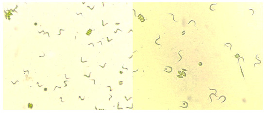 Simulation and Economic Analysis of the Biotechnological Potential of ...