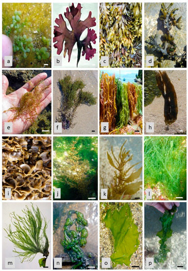 Marine Algae Identification