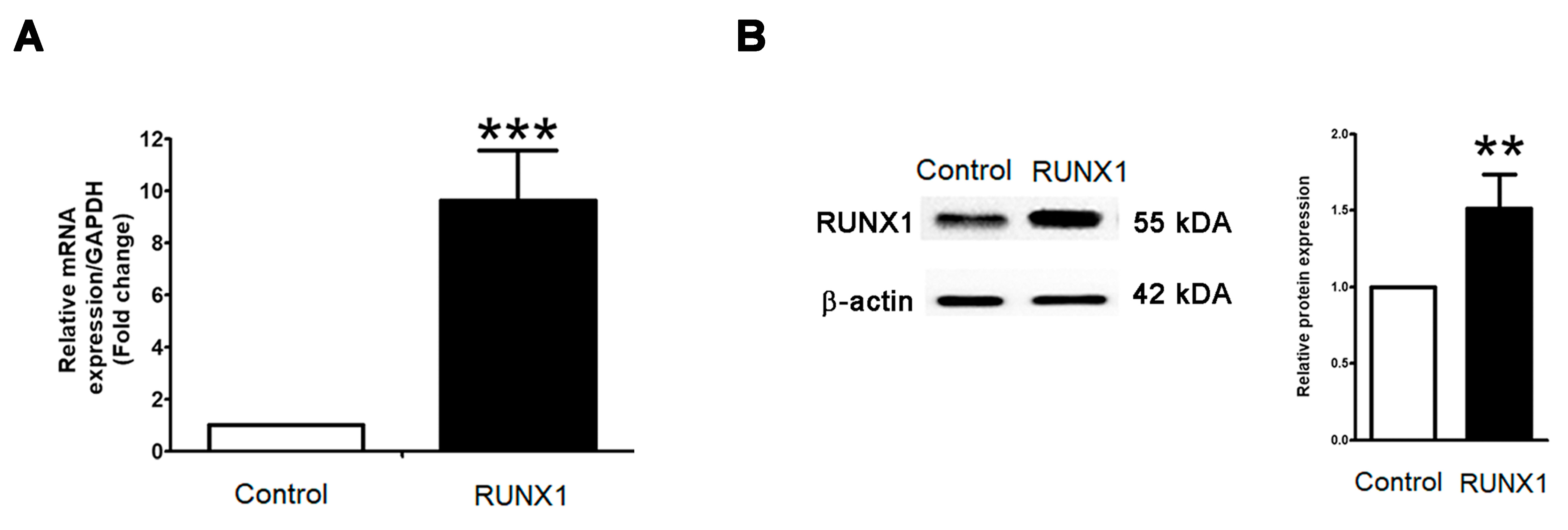 Marine Drugs Free Full Text Holothurin A Inhibits Runx1 Enhanced