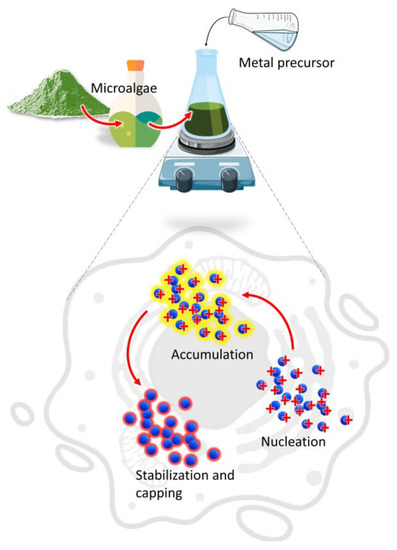 Nanoparticles from Microalgae and Their Biomedical Applications
