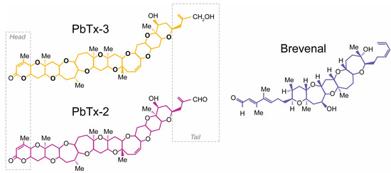 Brevetoxin versus Brevenal Modulation of Human Nav1 Channels
