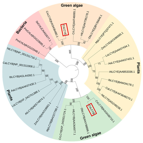 Functional Characterization of Lycopene β- and ε-Cyclases from a Lutein-Enriched Green Microalga ...
