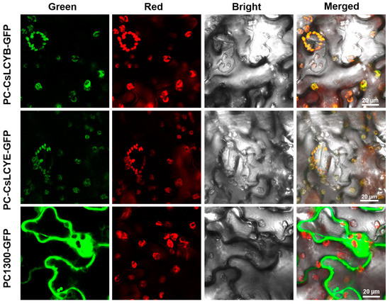 Functional Characterization of Lycopene β- and ε-Cyclases from a Lutein-Enriched Green Microalga ...