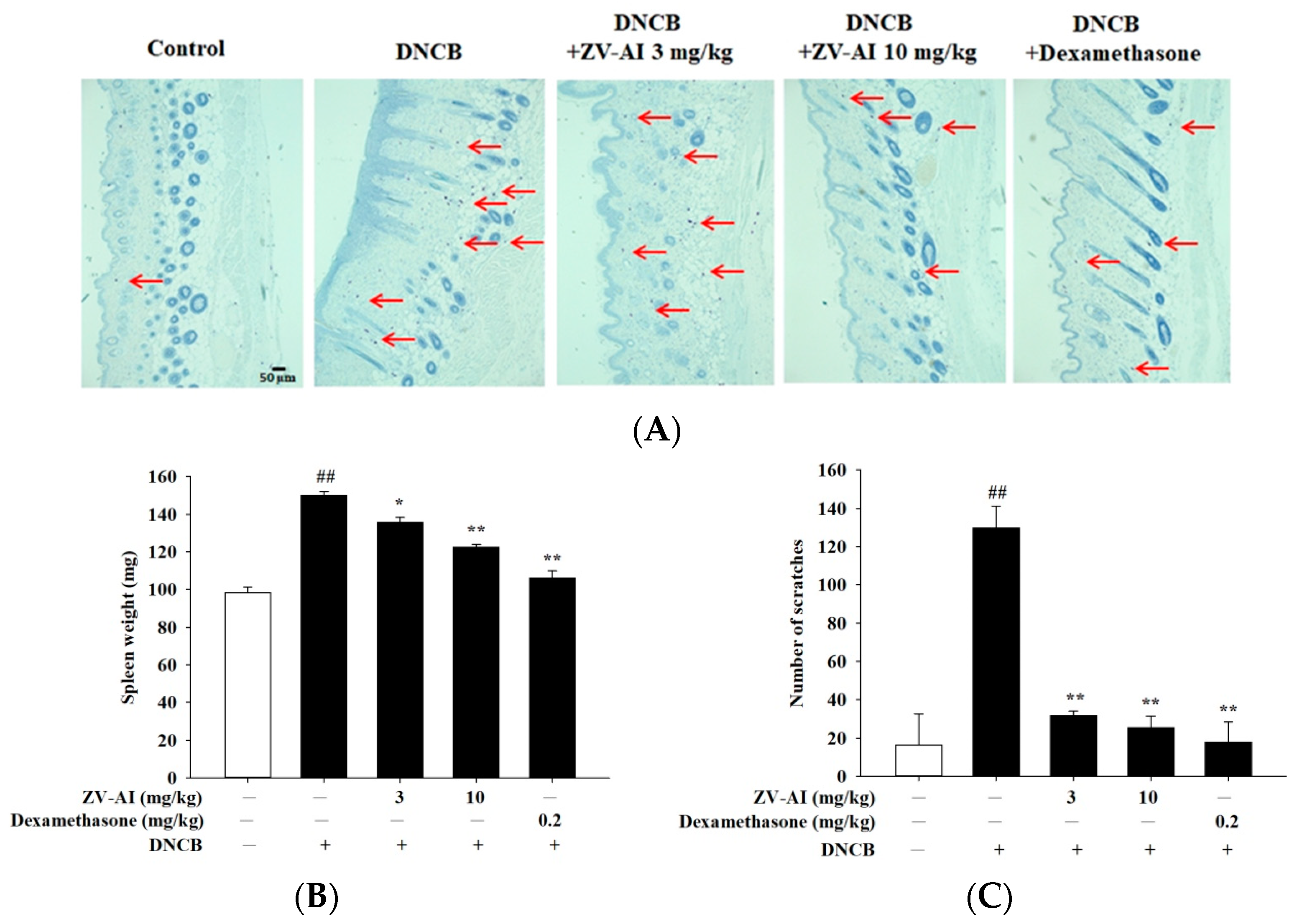 Anti Atopic Dermatitis Activity Of Epi Oxyzoanthamine Isolated From