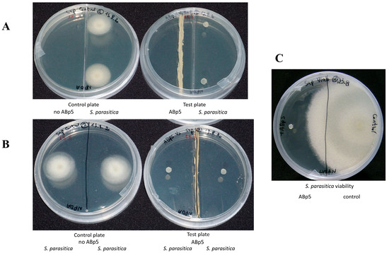 Kocuria flava, a Bacterial Endophyte of the Marine Macroalga Bryopsis ...