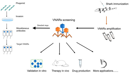 Marine Drugs | Free Full-Text | Shark IgNAR: The Next Broad Application ...