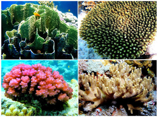 Marine Drugs | Free Full-Text | Coral Lipids