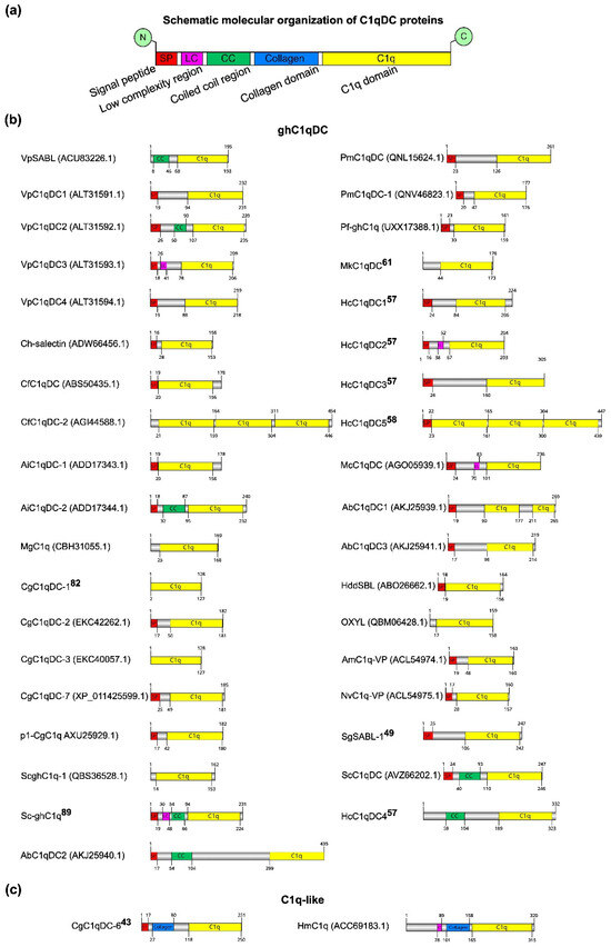 Marine Drugs | Free Full-Text | Invertebrate C1q Domain-Containing ...