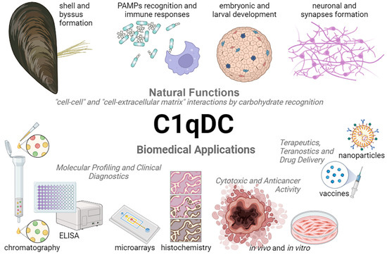 Invertebrate C1q Domain-Containing Proteins: Molecular Structure ...