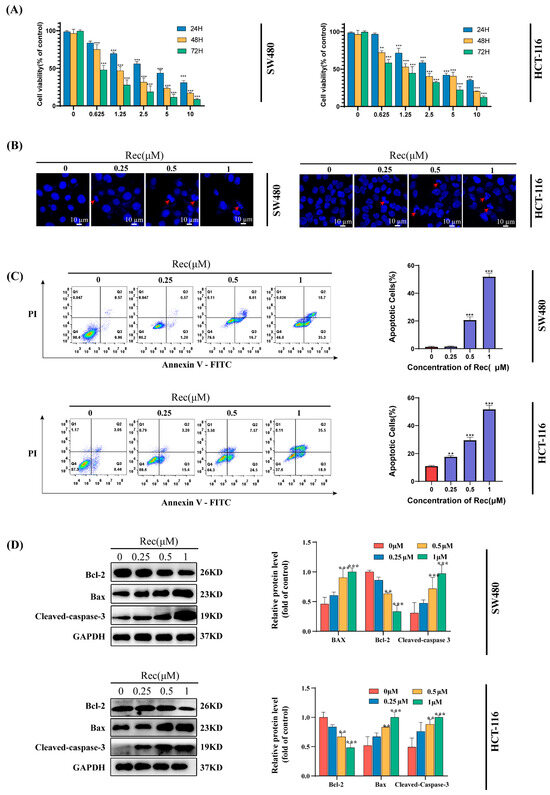 Resistomycin Inhibits Wnt/β-Catenin Signaling to Induce the Apoptotic Death of Human Colorectal ...