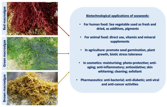 Biotechnological Potential of Macroalgae during Seasonal Blooms for ...