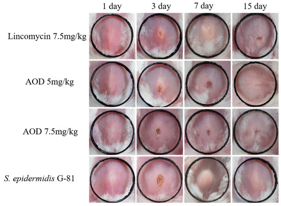 High-Yield Preparation of American Oyster Defensin (AOD) via a Small ...