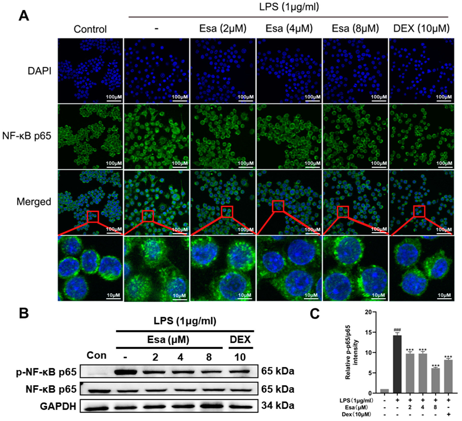 In Vitro Insights into the Role of 7,8-Epoxy-11-Sinulariolide Acetate ...