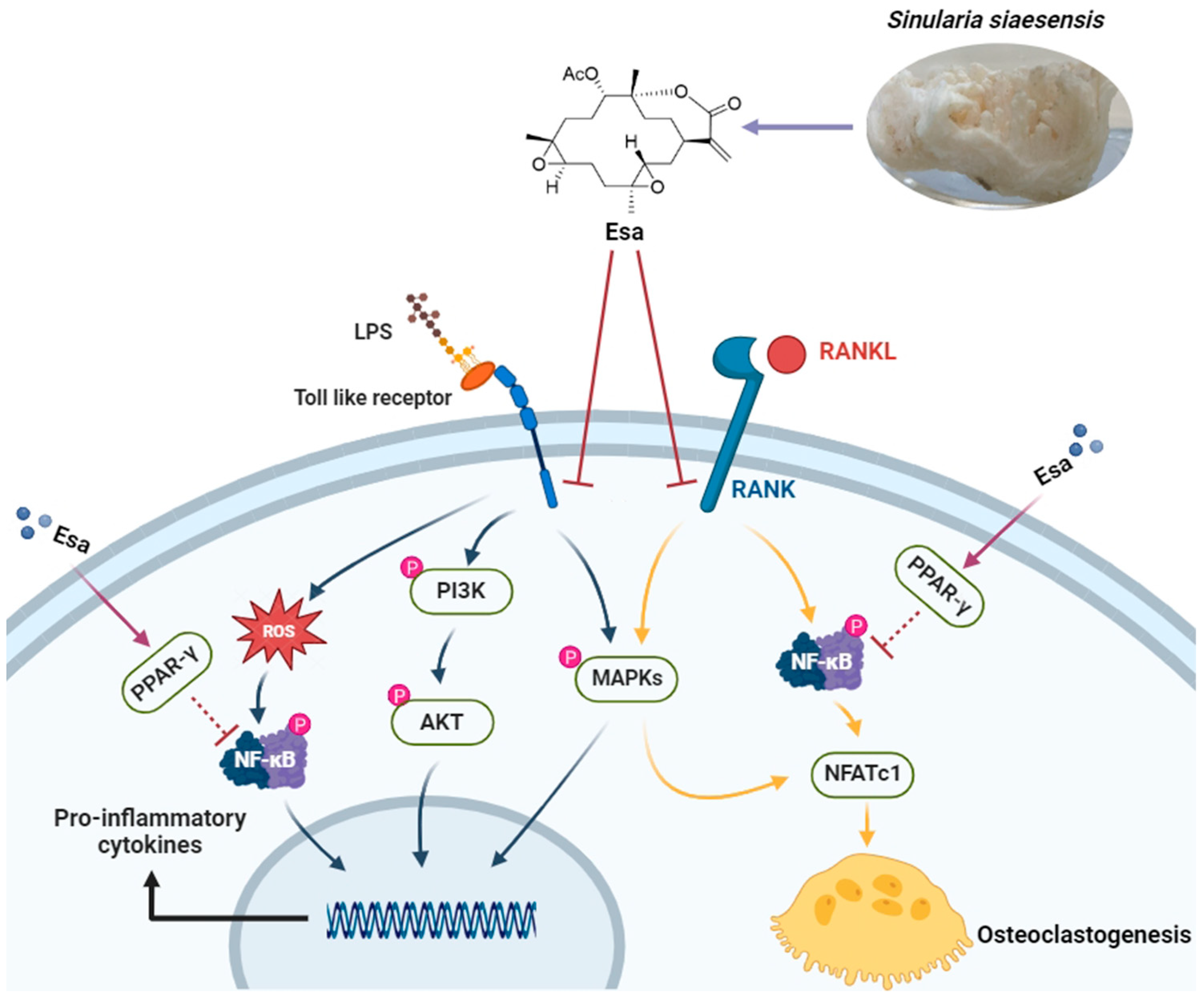 In Vitro Insights into the Role of 7,8-Epoxy-11-Sinulariolide Acetate ...