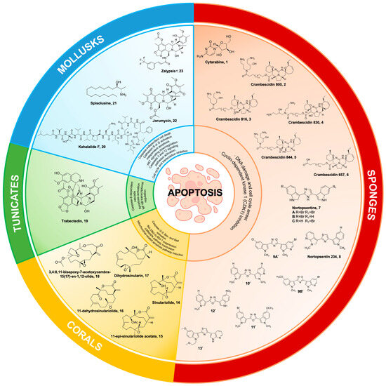 Marine-Derived Anticancer Agents Targeting Apoptotic Pathways: Exploring the Depths for Novel ...
