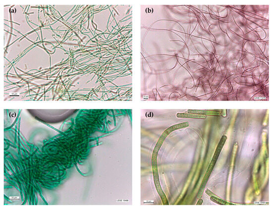 Anti-Inflammatory Activity of Cyanobacteria Pigment Extracts ...