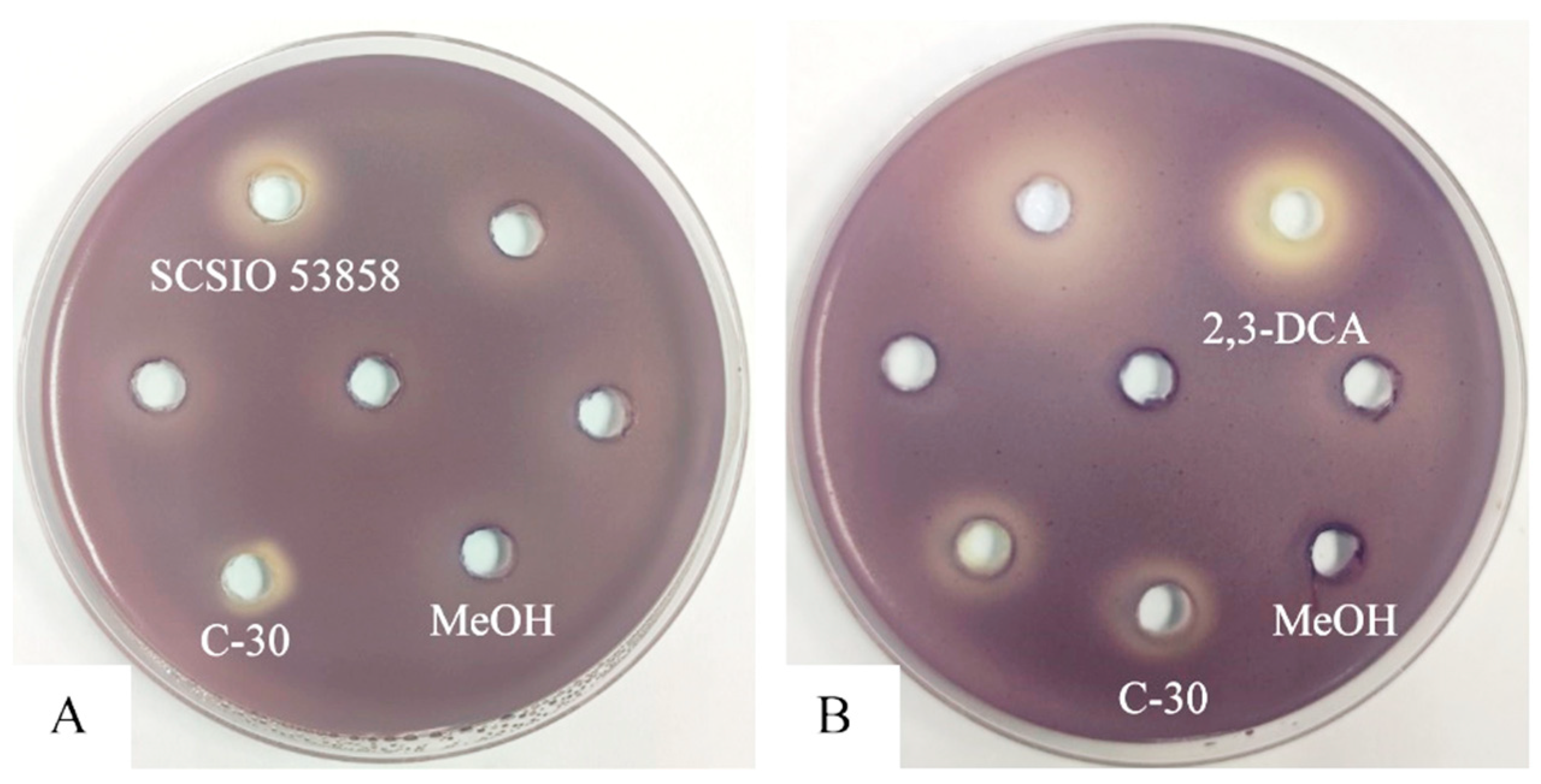 2,3-Dimethoxycinnamic Acid from a Marine Actinomycete, a Promising ...