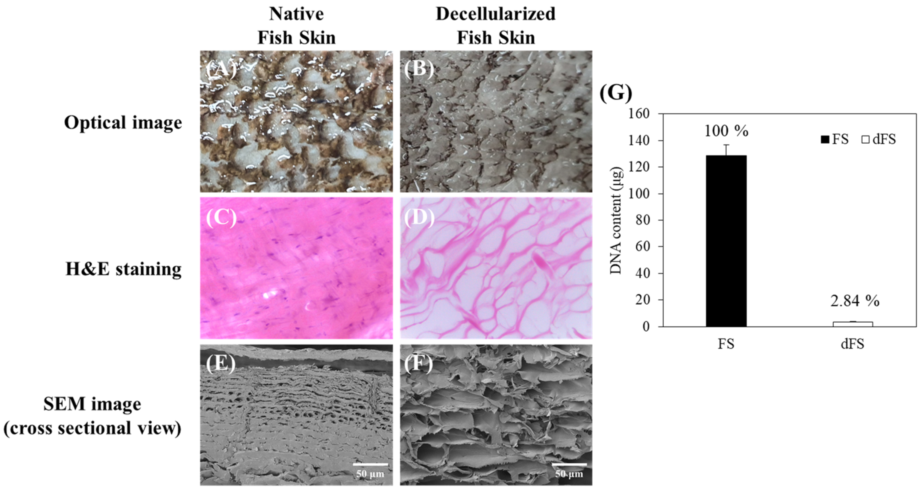 Therapeutic Effect of Decellularized Extracellular Matrix from Fish Skin for Accelerating Skin ...