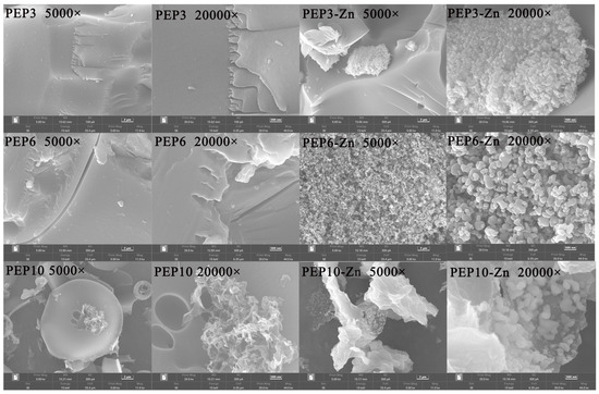 Novel Insights into Ethanol-Soluble Oyster Peptide–Zinc-Chelating ...