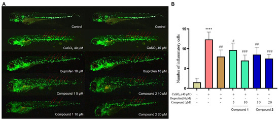 Discovery of Anti-Inflammatory Alkaloids from Sponge Stylissa massa ...