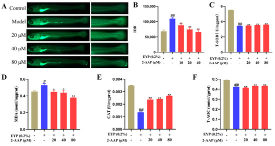 2-Acetamidophenol (2-AAP) Suppresses the Progression of Atherosclerosis ...