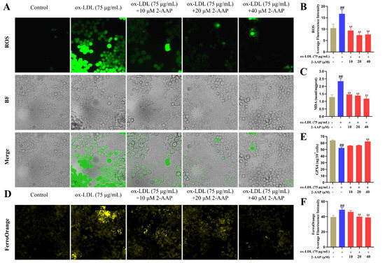 2-Acetamidophenol (2-AAP) Suppresses the Progression of Atherosclerosis ...