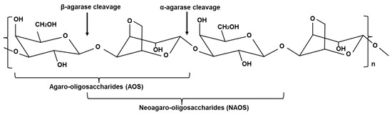 The Effects of Agaro-Oligosaccharides Produced by Marine Bacteria ...