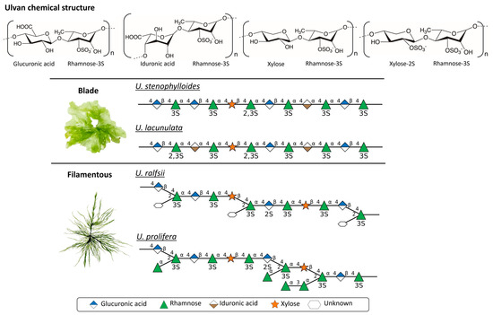 Ulva Seaweed-Derived Ulvan: A Promising Marine Polysaccharide as a ...