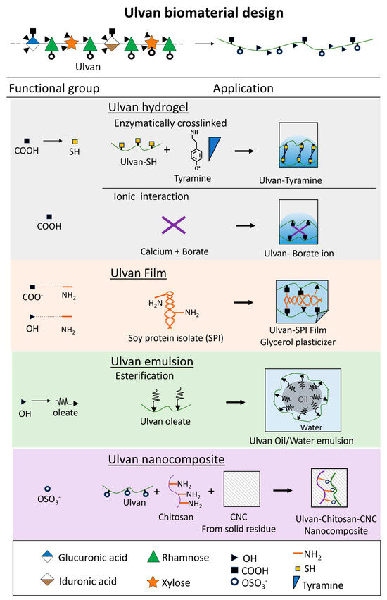 Ulva Seaweed-Derived Ulvan: A Promising Marine Polysaccharide as a ...