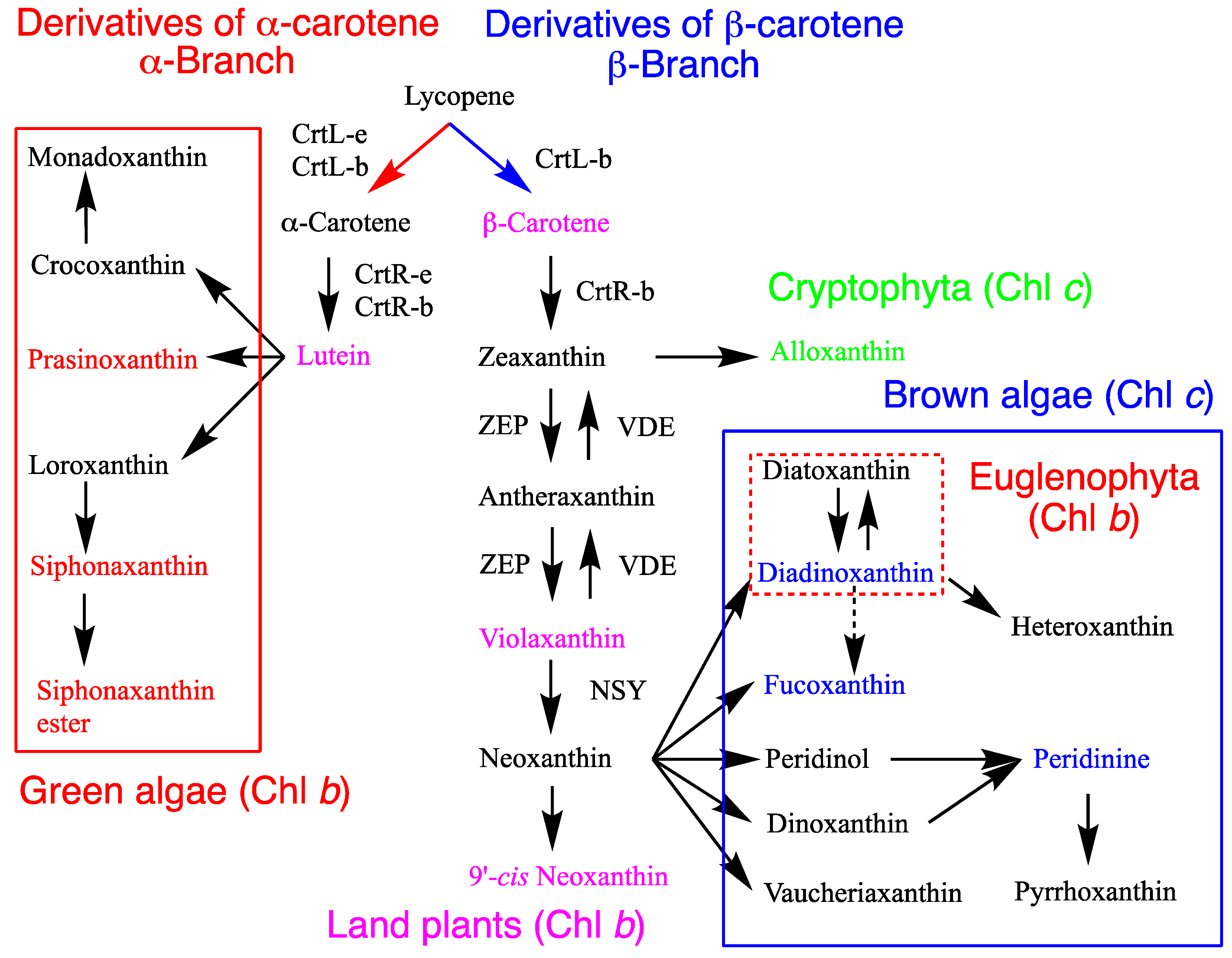 Distribution, Biosynthesis, and Function of Carotenoids in Oxygenic Phototrophic Algae