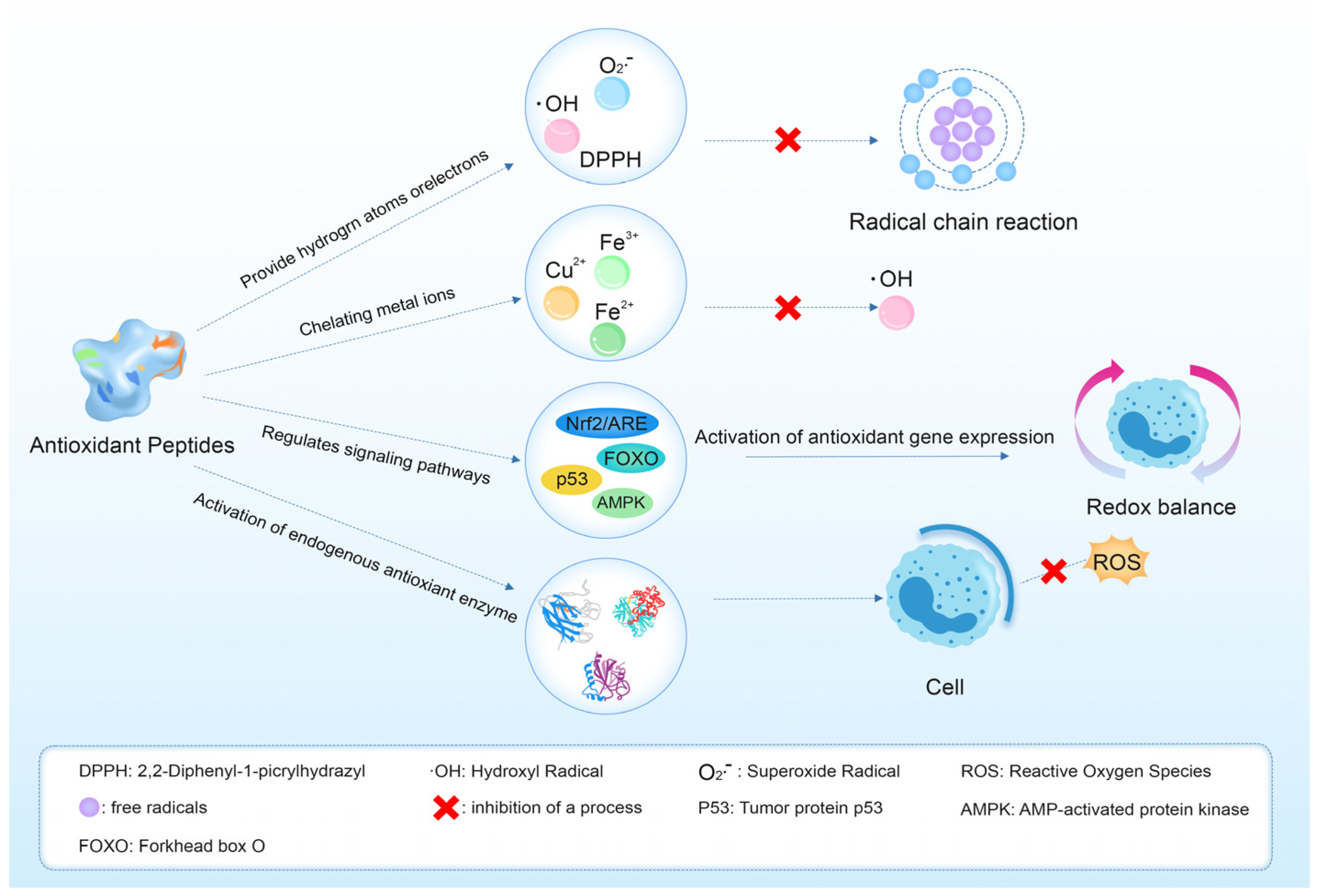 Bioactive Peptides Derived from Tuna: Screening, Extraction ...