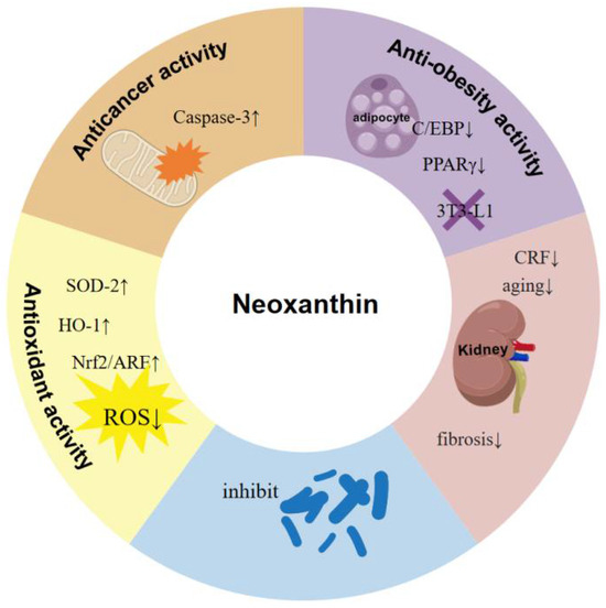 Neoxanthin: A Promising Medicinal and Nutritional Carotenoid
