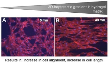 Materials | Free Full-Text | Cell Guidance by 3D-Gradients in Hydrogel ...
