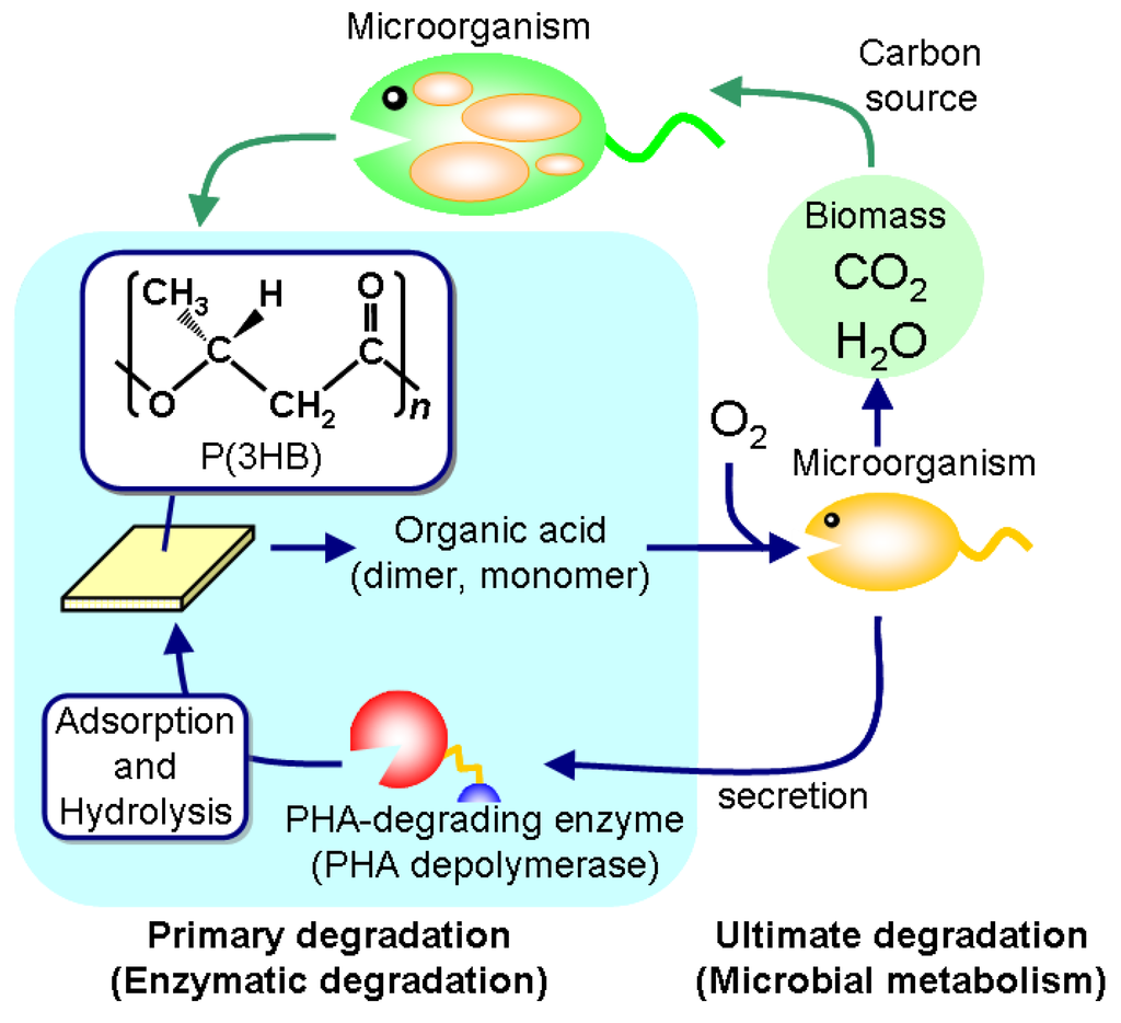 Materials | Special Issue : Biodegradability of Materials