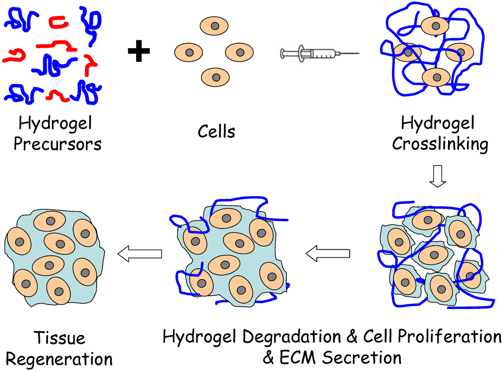 Injectable, Biodegradable Hydrogels for Tissue Engineering Applications