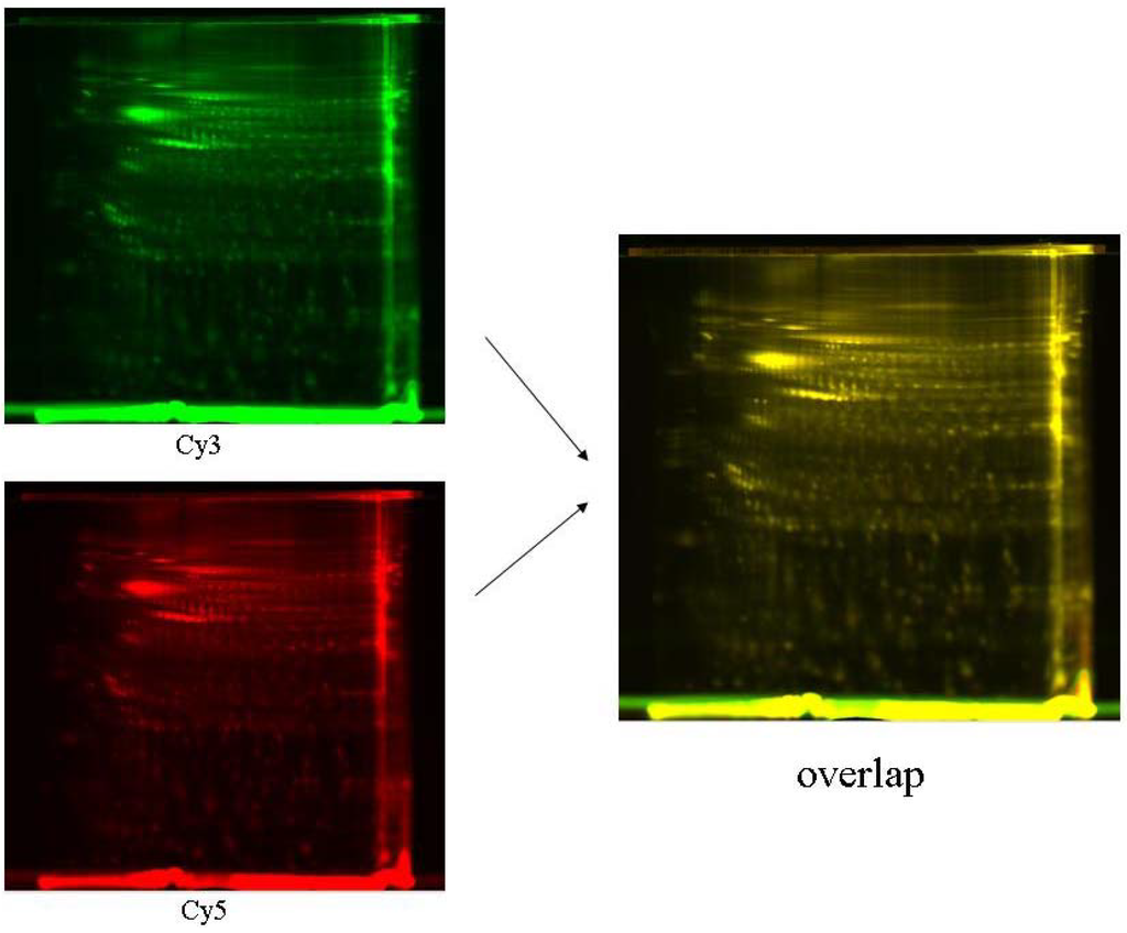 Standard Dyes for Total Protein Staining in Gel-Based Proteomic Analysis