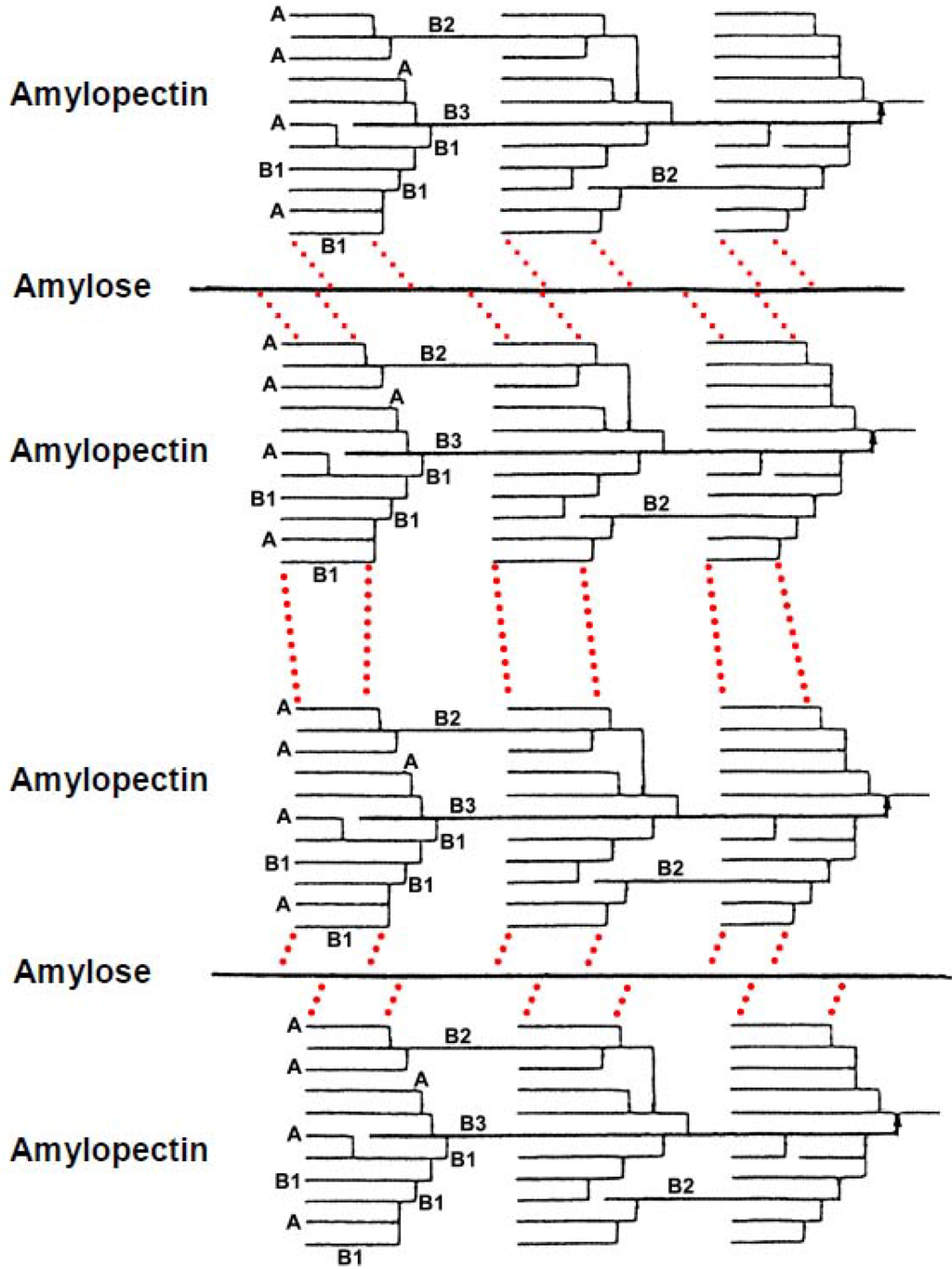 Gelation and Retrogradation Mechanism of Wheat Amylose