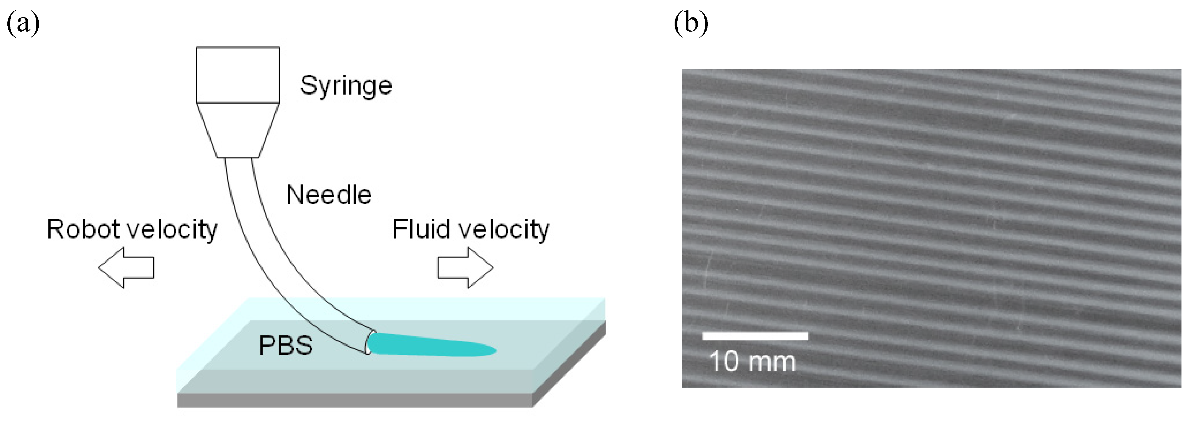Oriented Collagen Scaffolds for Tissue Engineering
