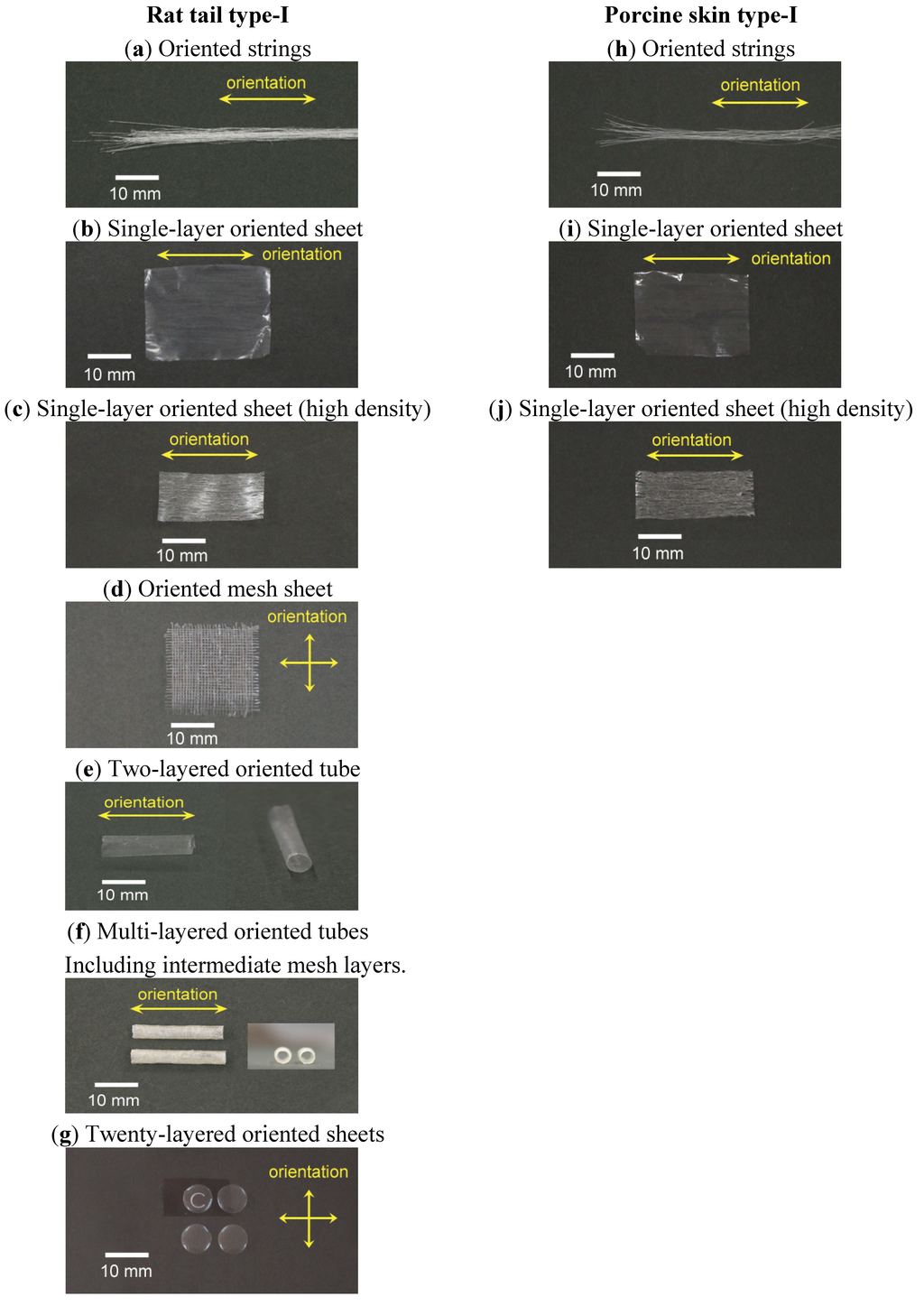 Oriented Collagen Scaffolds for Tissue Engineering