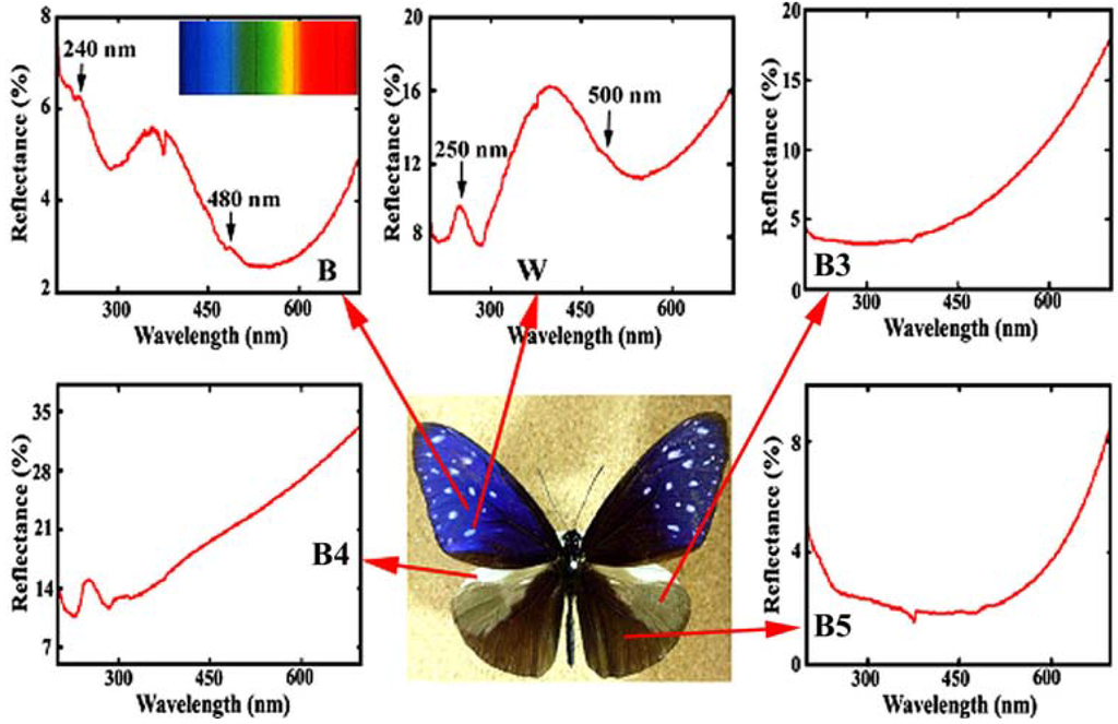 Photonic Crystal Structure and Coloration of Wing Scales of Butterflies ...