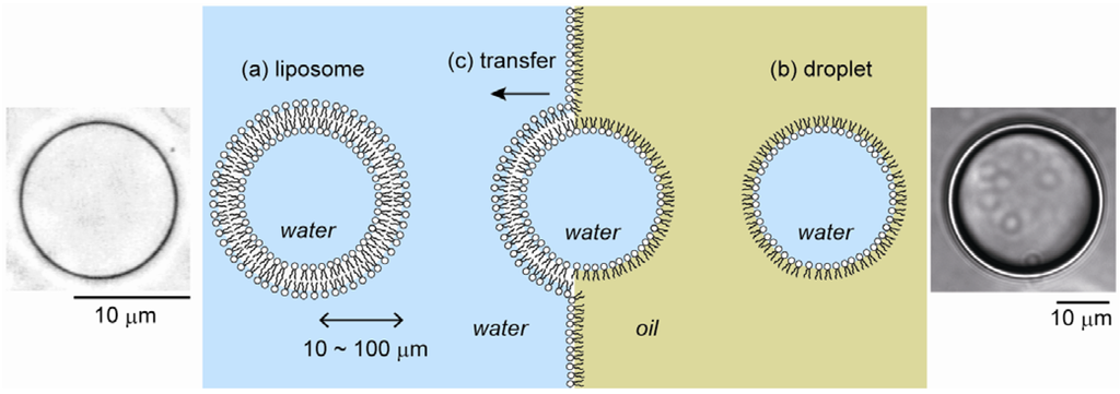 Cell-Sized Liposomes and Droplets: Real-World Modeling of Living Cells