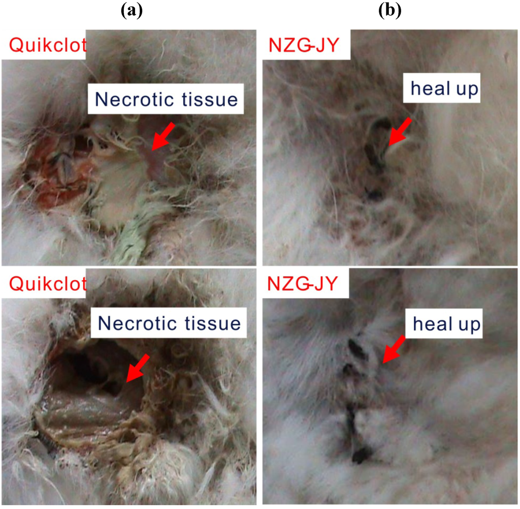 Hemostatic Efficiency and Wound Healing Properties of Natural Zeolite ...