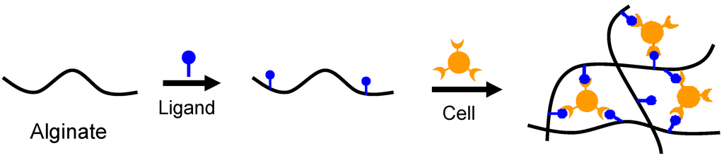 Alginate-Based Biomaterials for Regenerative Medicine Applications