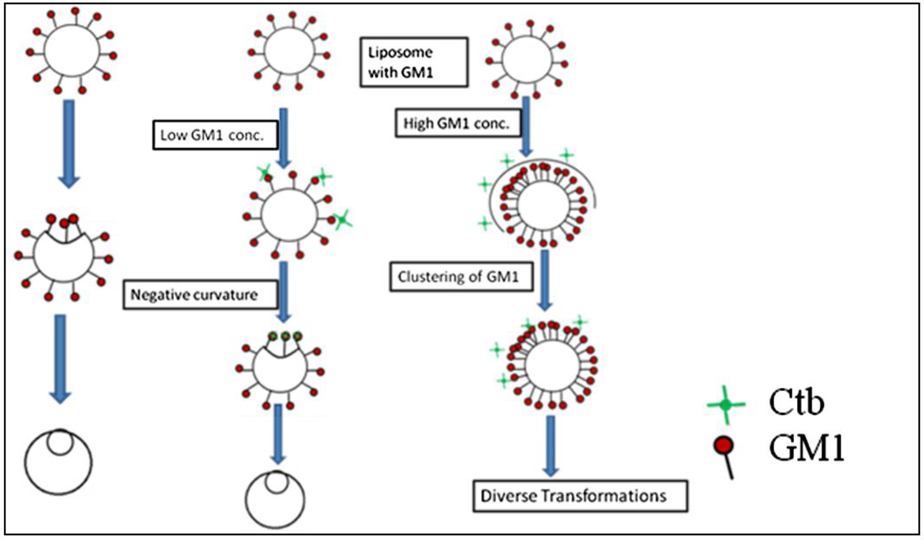 Dynamic Morphological Changes Induced By GM1 and Protein Interactions ...