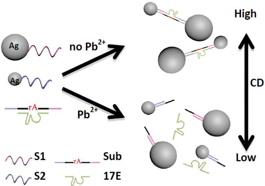 A Sensitive DNAzyme-Based Chiral Sensor for Lead Detection
