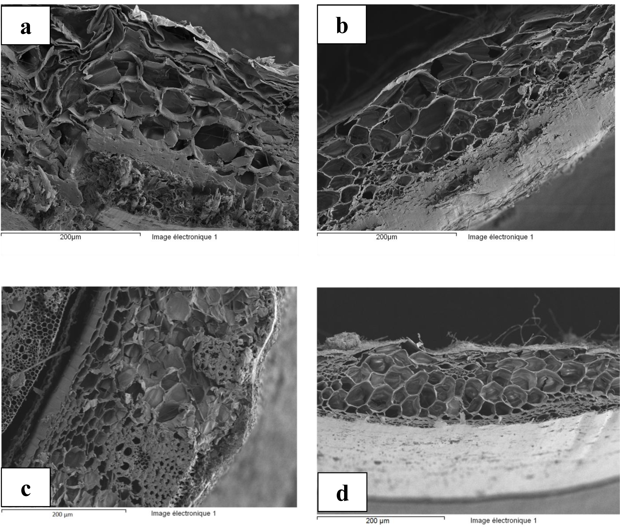 Physical Characterization of Natural Straw Fibers as Aggregates for ...