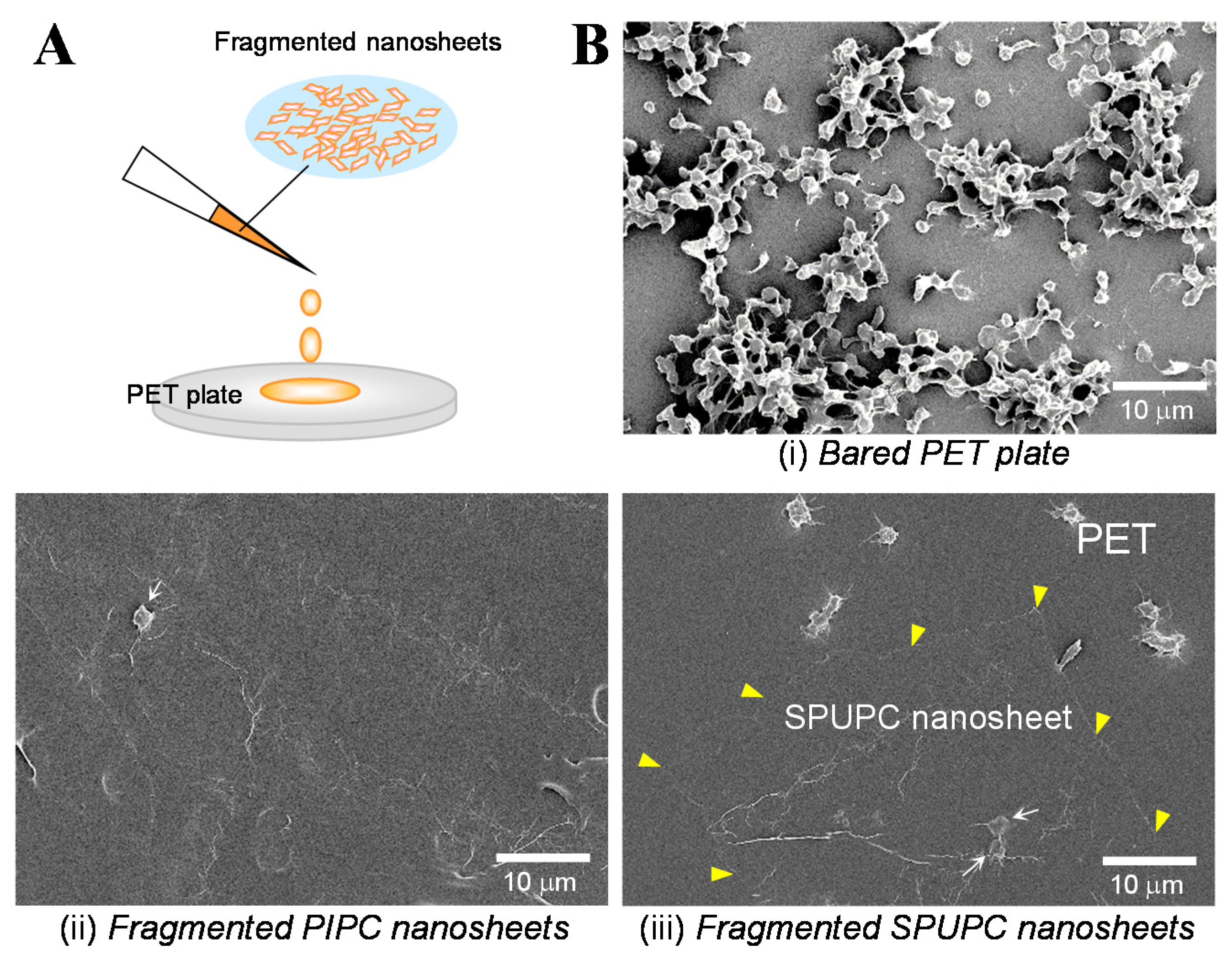 Patchwork Coating of Fragmented Ultra-Thin Films and Their Biomedical ...
